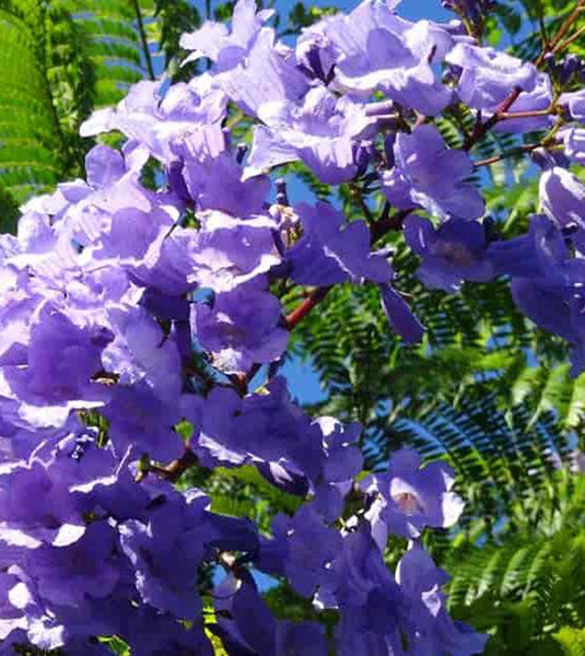 Jacaranda Mimosifolia “Blue jacaranda-Black Poui” – Garden Oasis Landscaping